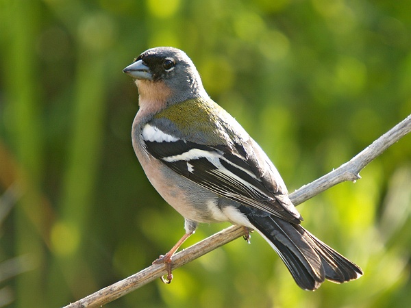 MARIGUARI: PINZÓN COMÚN (Fringilla coelebs)