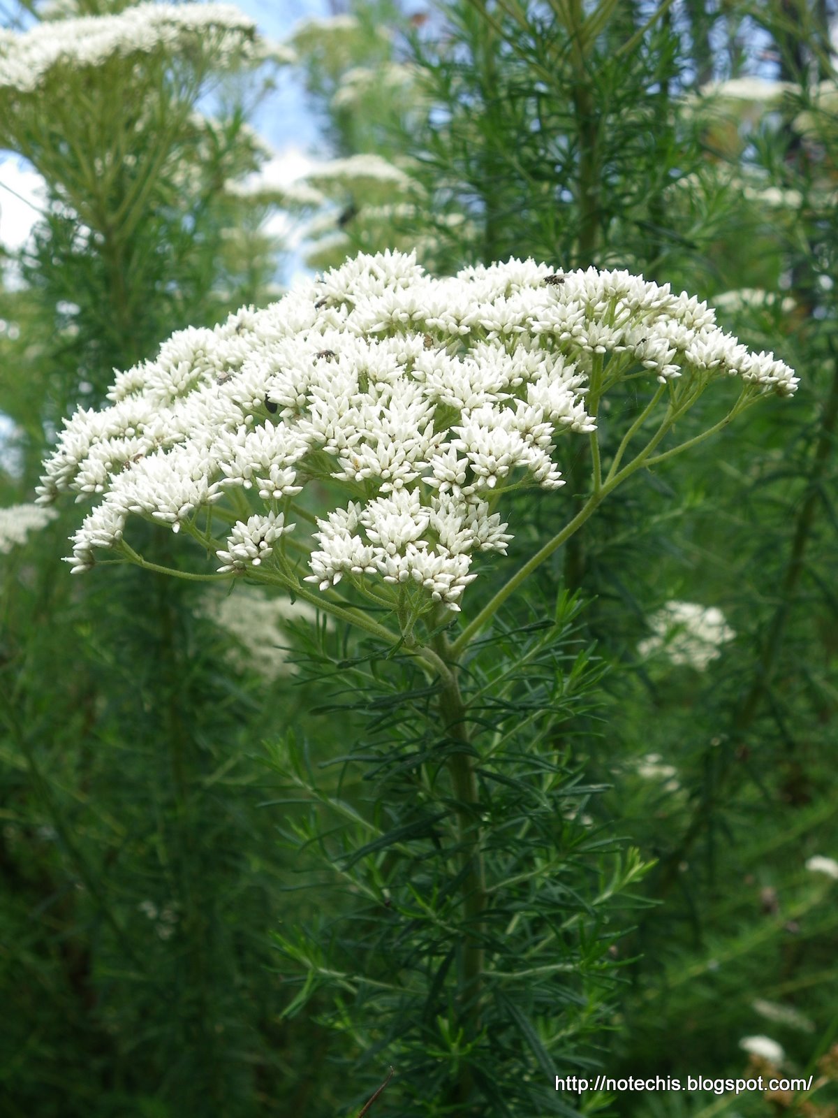 Regeneration: Common Cassinia