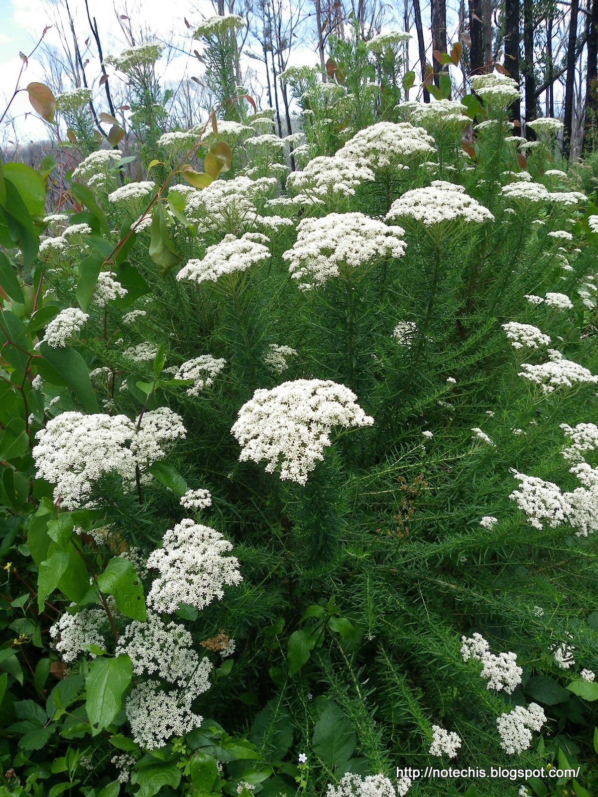 Regeneration: Common Cassinia