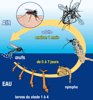 La vida loca Mexicana: Le cycle de vie du moustique
