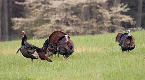 Idaho Nature Notes: Endangered Turkeys?