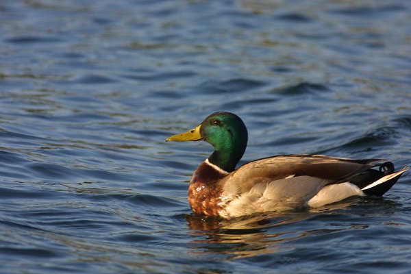 Nature. Observation. Discovery. Community.: Not Just Another Mallard