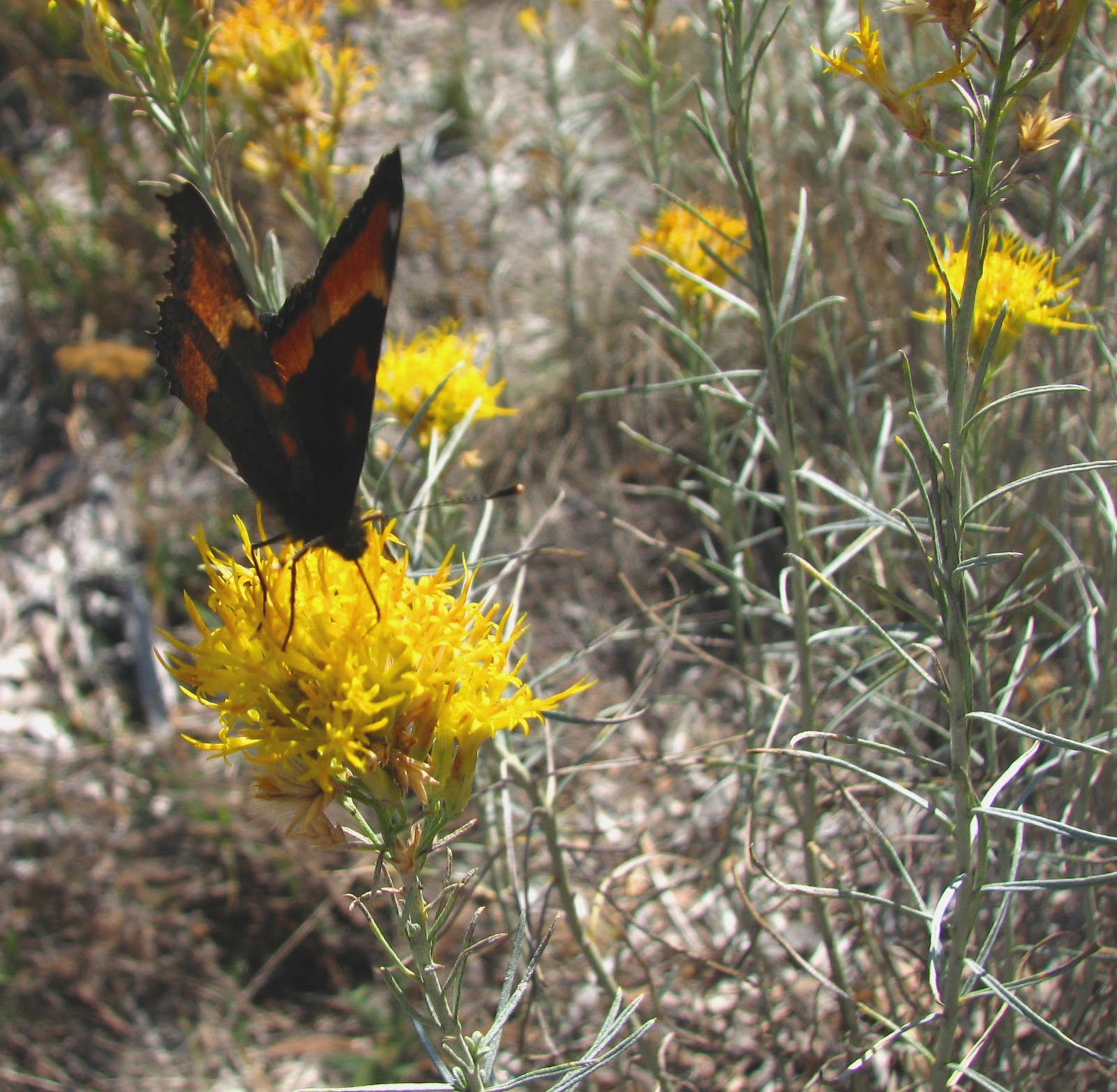 Nature. Observation. Discovery. Community.: Spotlight On...Rubber ...