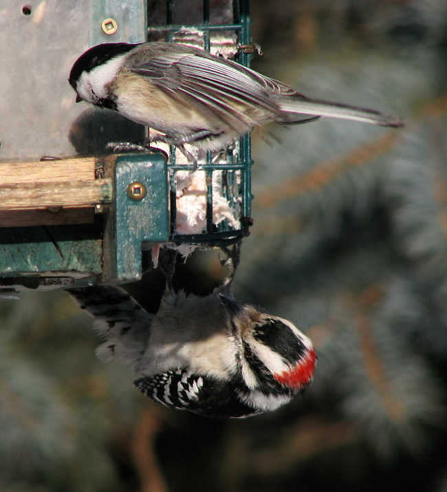 Nature. Observation. Discovery. Community.: The Black-Capped Chickadee