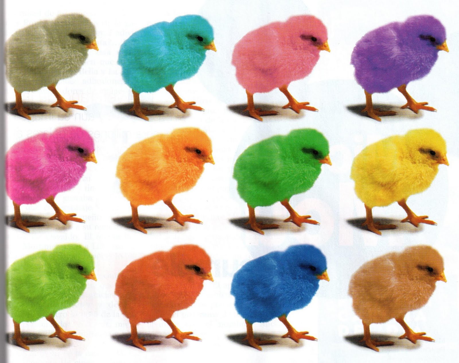 Manualidades y artesanias Salticoz: POLLITOS DE COLORES