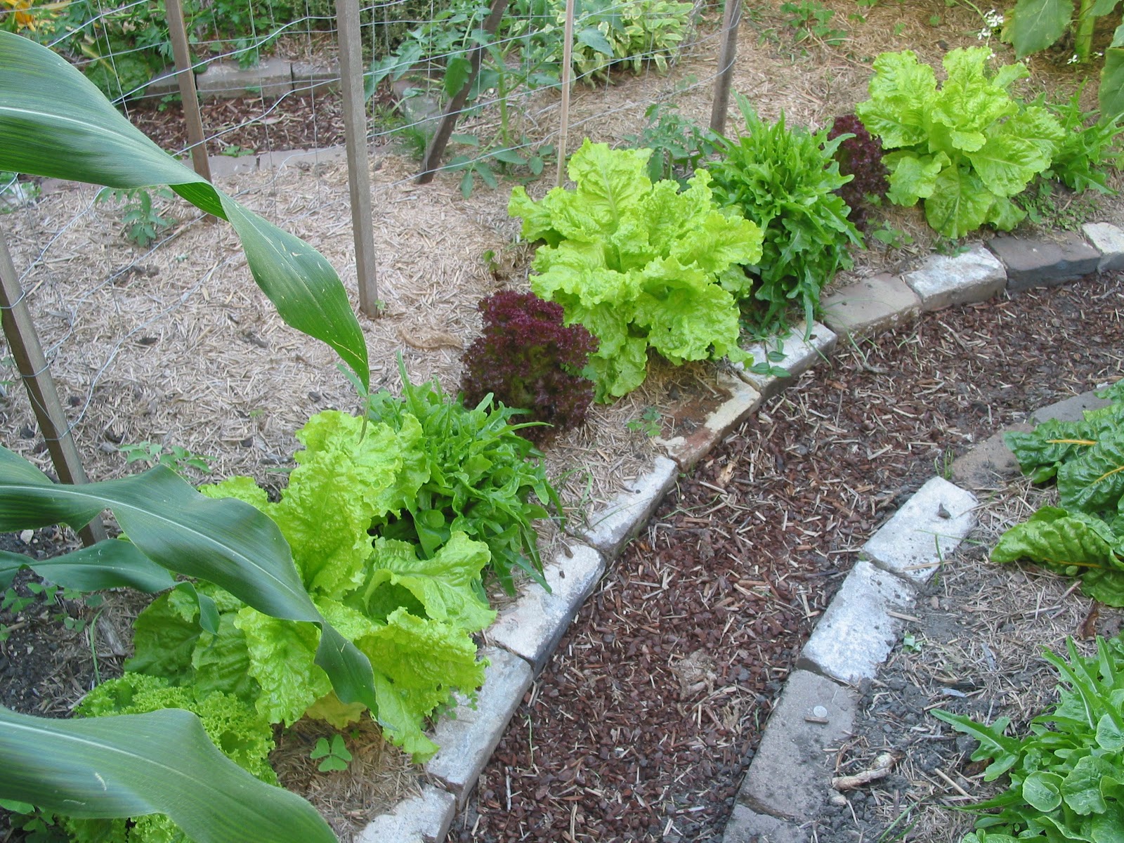 The Front Yard Farm: Lettuce Be Thankful