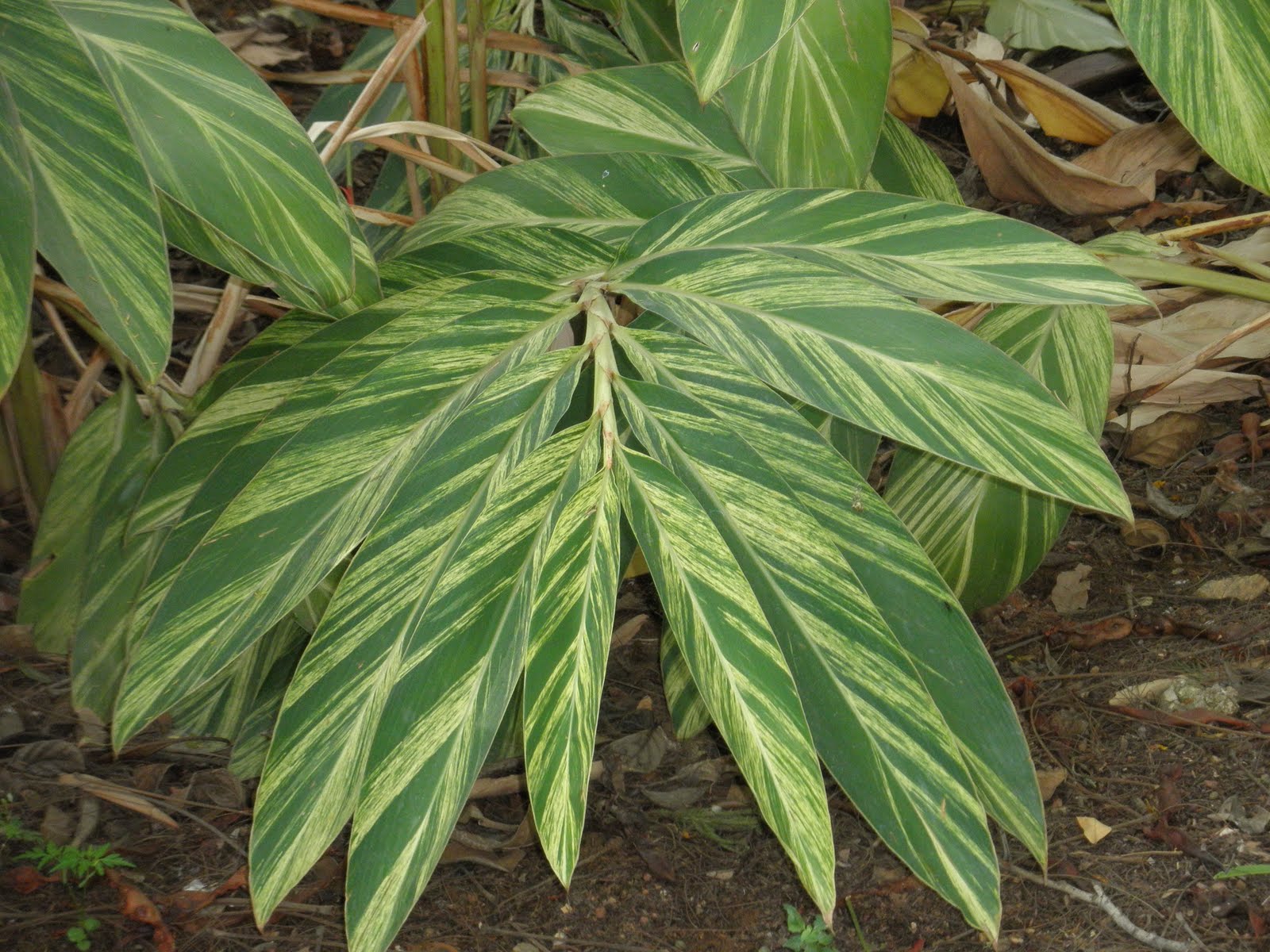 Trees, Plants & more: Shell ginger (Alpinia zerumbet 'Variegata')