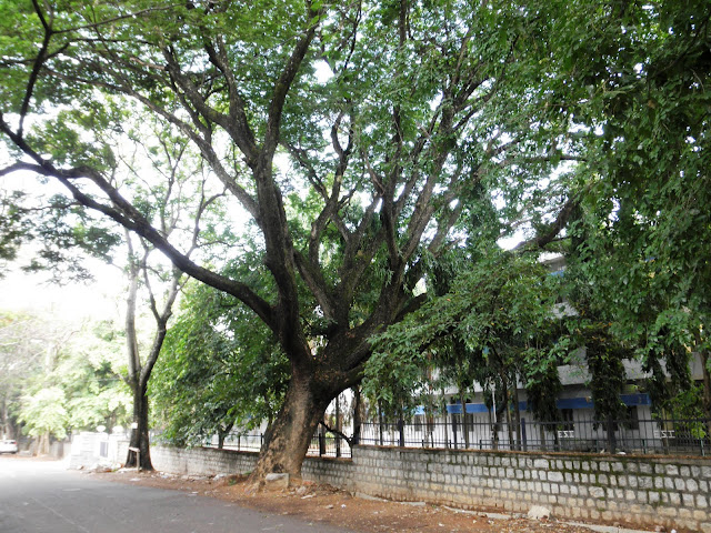 Trees, Plants & more: Snapshots of bangalore's roadside trees