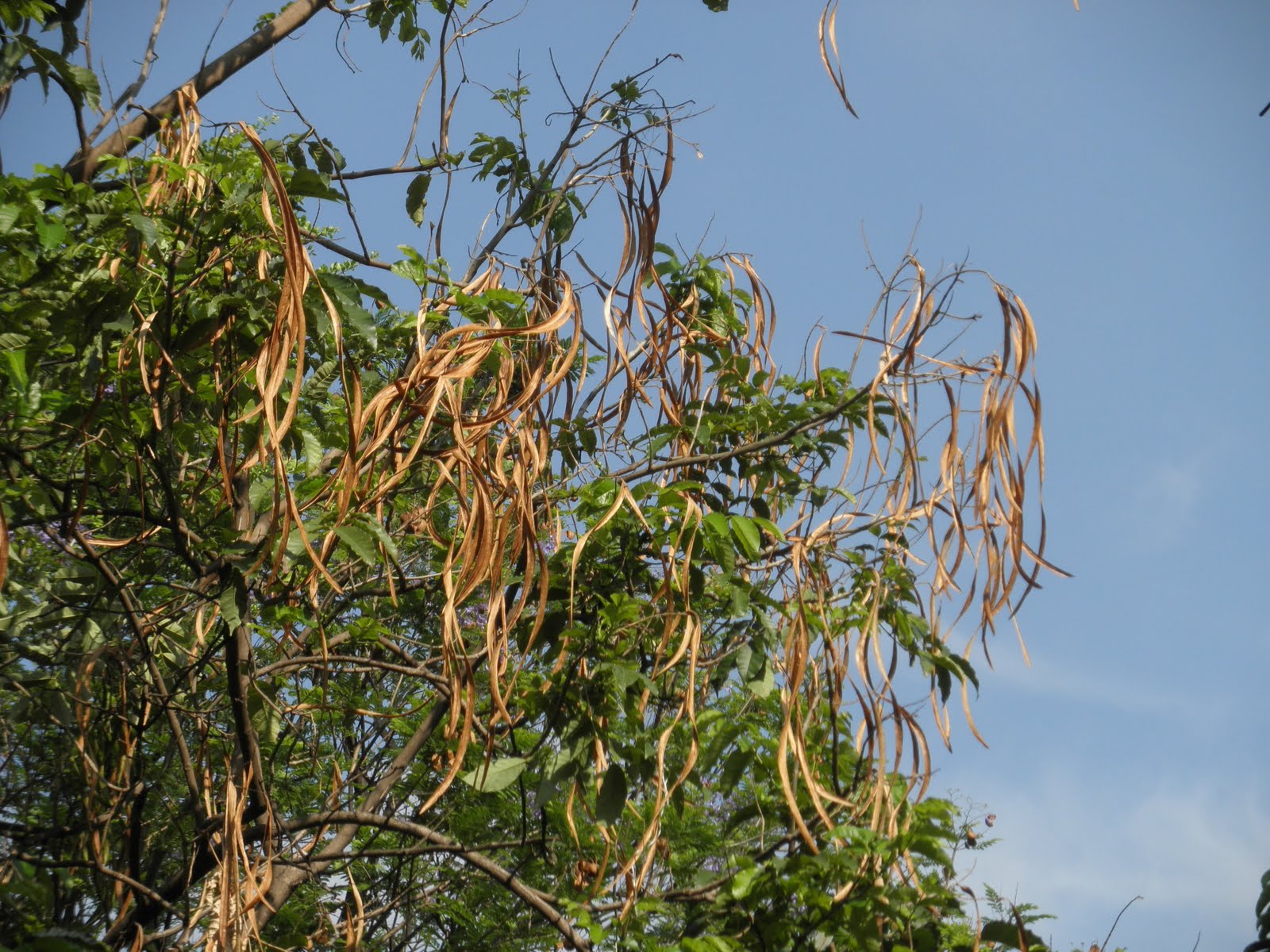 Trees, Plants & more: Curvy pod tree
