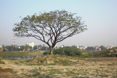 Trees, Plants & more: MNS nature walk - Adyar Poonga