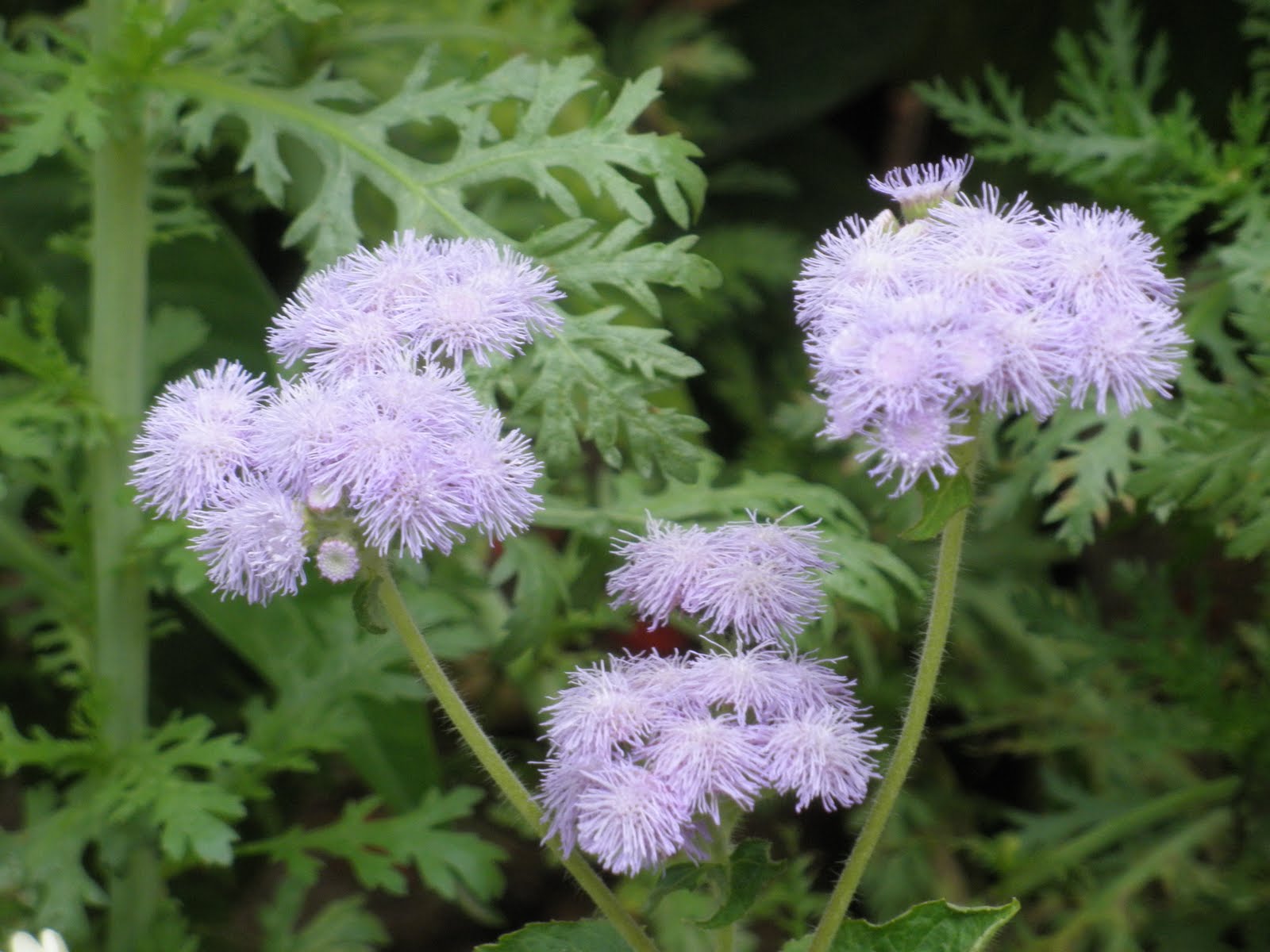 Trees, Plants & more: Ageratum