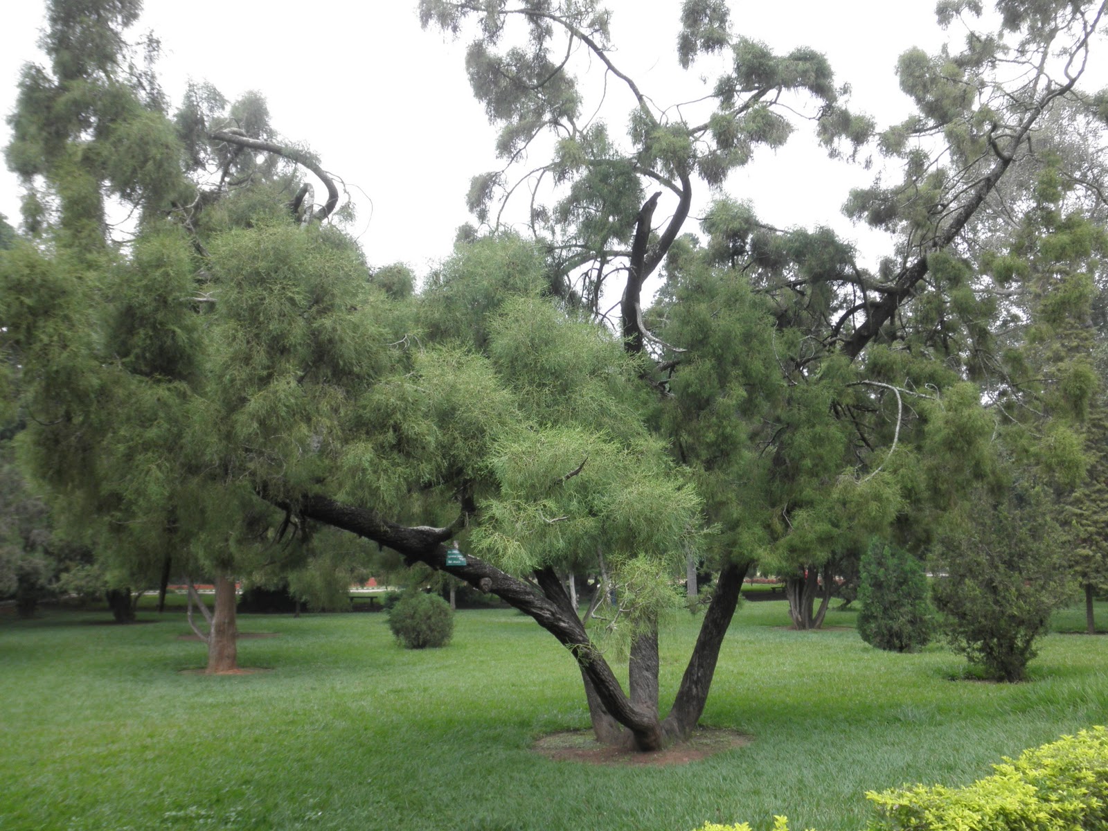 Trees, Plants & more: Trees at Lalbagh - Gymnosperms
