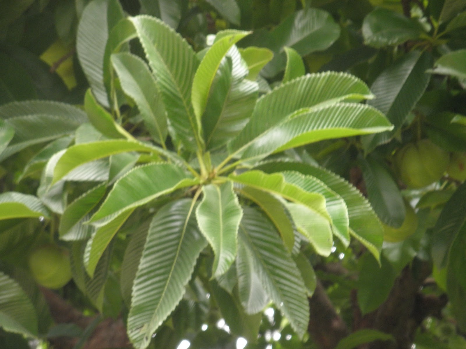 Trees Plants More Elephant Apple trees-plants-more-elephant-apple
