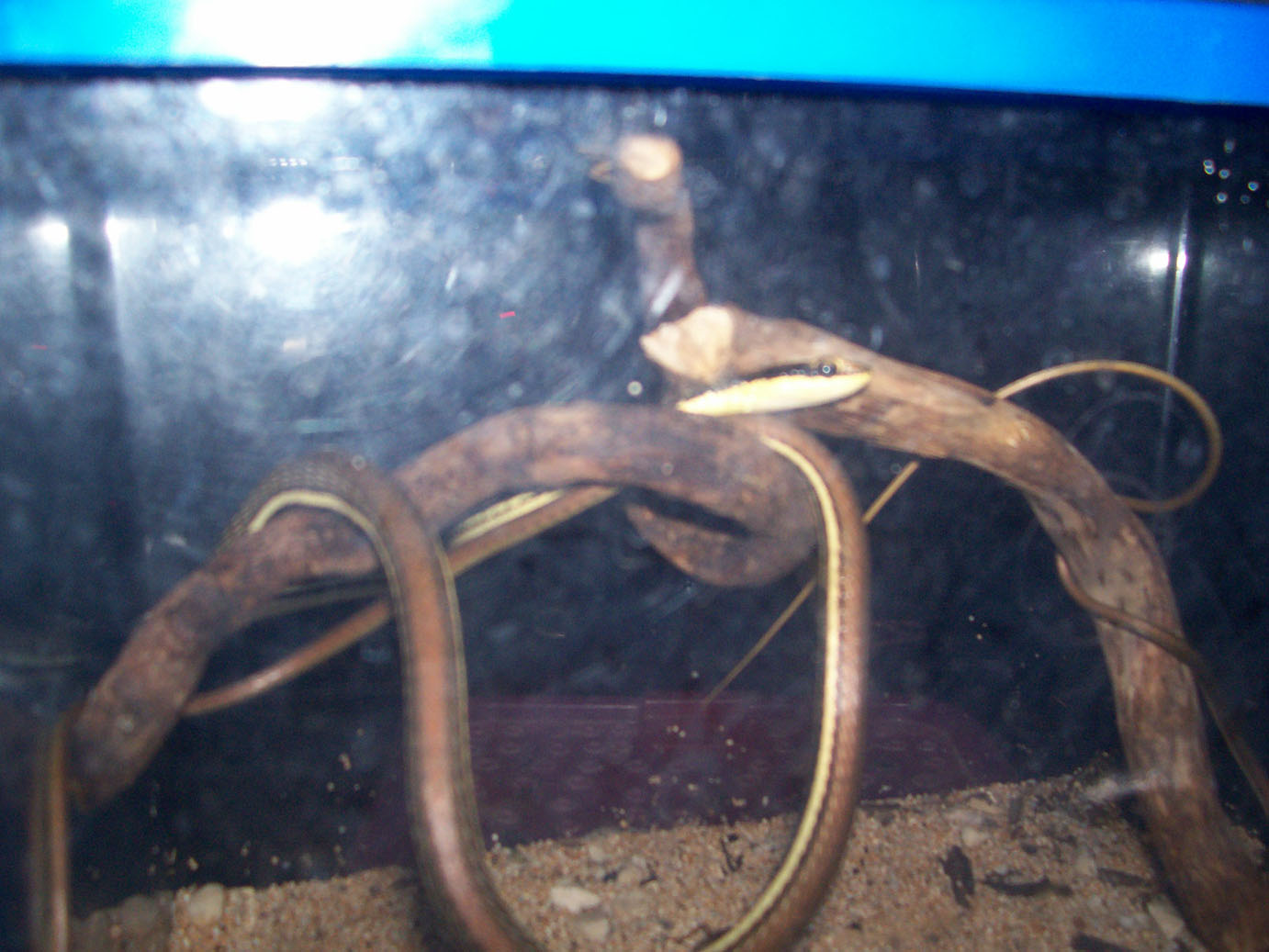 Blitar Reptile Club: Mengenal jenis - jenis ular yang pernah ditemukan ...