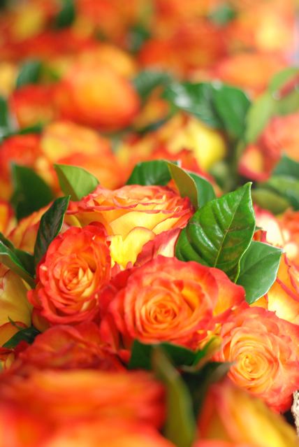 The Floral Studio: CIRCUS ROSES FOR SHOCK TRAUMA GALA