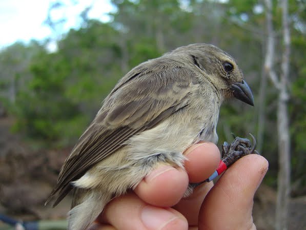Desafiando a Nomenklatura Científica: Beco evolutivo sem saída nas ...