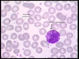 Histologia - Sangue ~ Life Pet - Portal Acadêmico