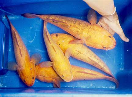 Ella Bay Forever: Rare Golden sleepy cod threatened by TERM sand mining ...