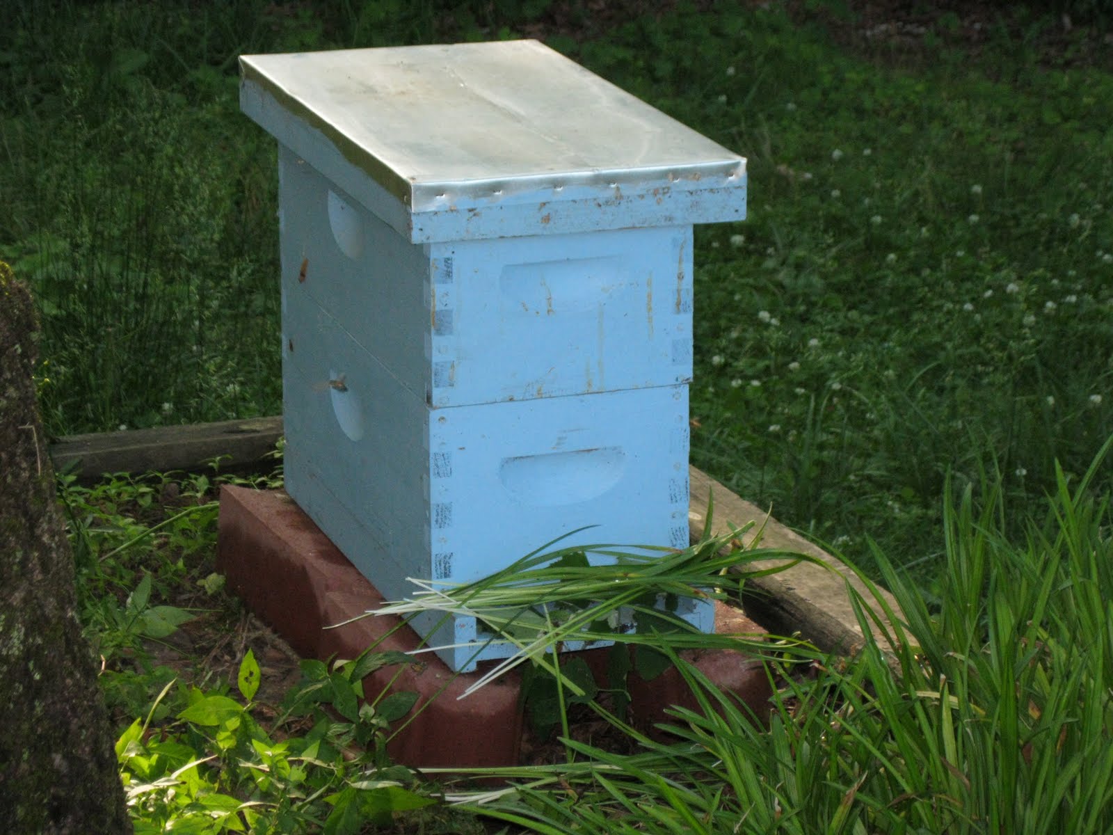 Linda's Bees: And What of the Queenless Hives?