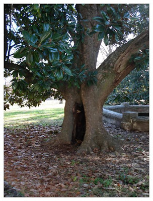 The Hobbit: What does a hobbit's home look like?