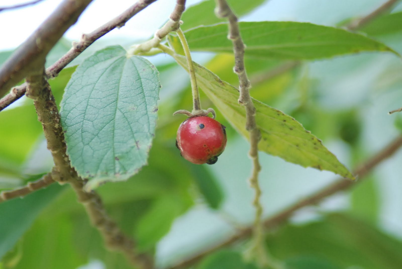 TRAVEL CENTRAL PHILIPPINES: A Close Look at the Lowly Aratiles