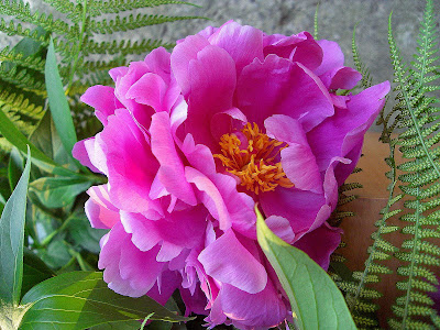 Paradisul Florilor: Bujori roz intens