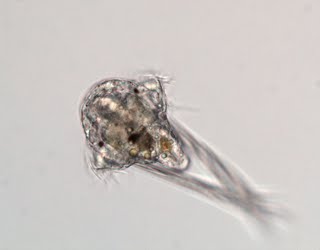 Invertebrate Embryology: Trochophore larva of the polychaete Sabellaria