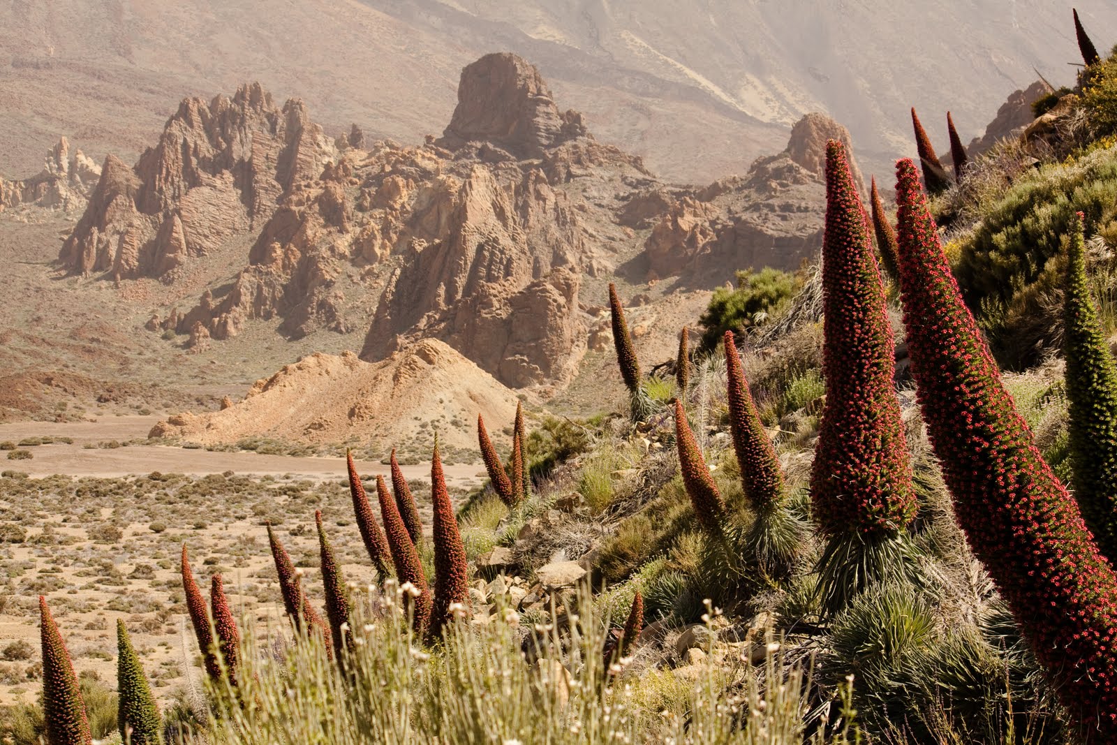 CUALQUIER DÍA...: Las Cañadas del Teide: de nuevo en flor.