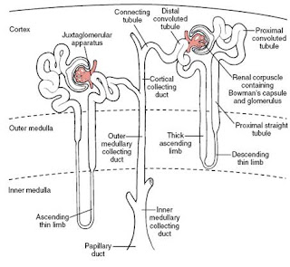 Wiwit's World: ANATOMI FISIOLOGI MANUSIA SISTEM URINARIA