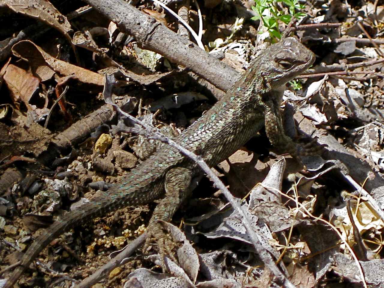 Photography Today: Wednesday's Wild Lizard