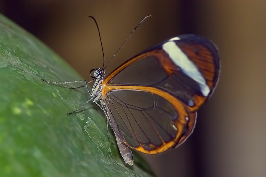 MACREANDO: Visita al mariposario
