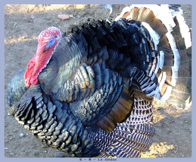 DECOUVERTE: Le dindon