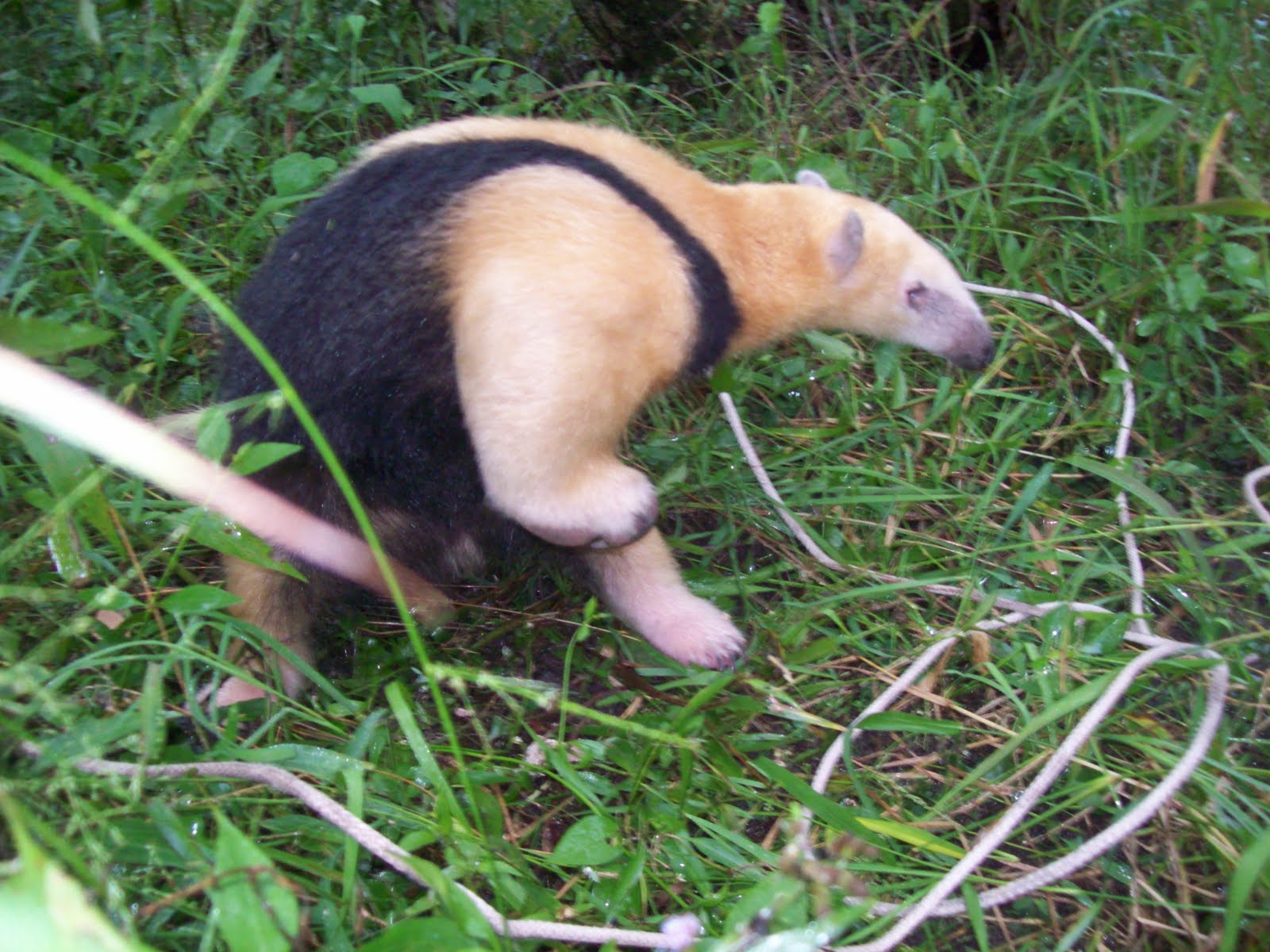 GUARDA FAUNA RECONQUISTA STA FE : RESCATE DE OSO MELERO