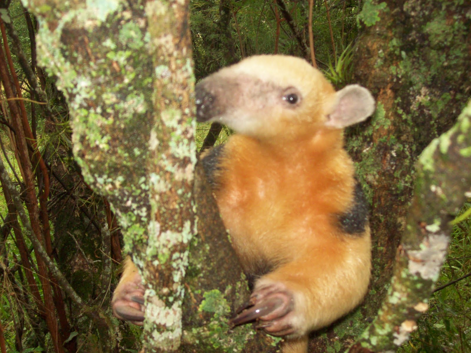 GUARDA FAUNA RECONQUISTA STA FE : RESCATE DE OSO MELERO