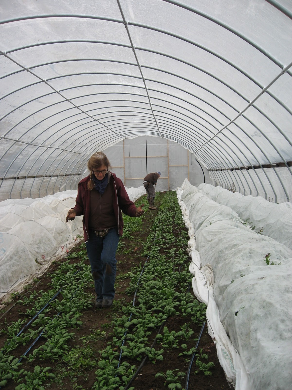 Hay! Ewe! Root for the Farmers!: Monday harvest, weeding and bread oven