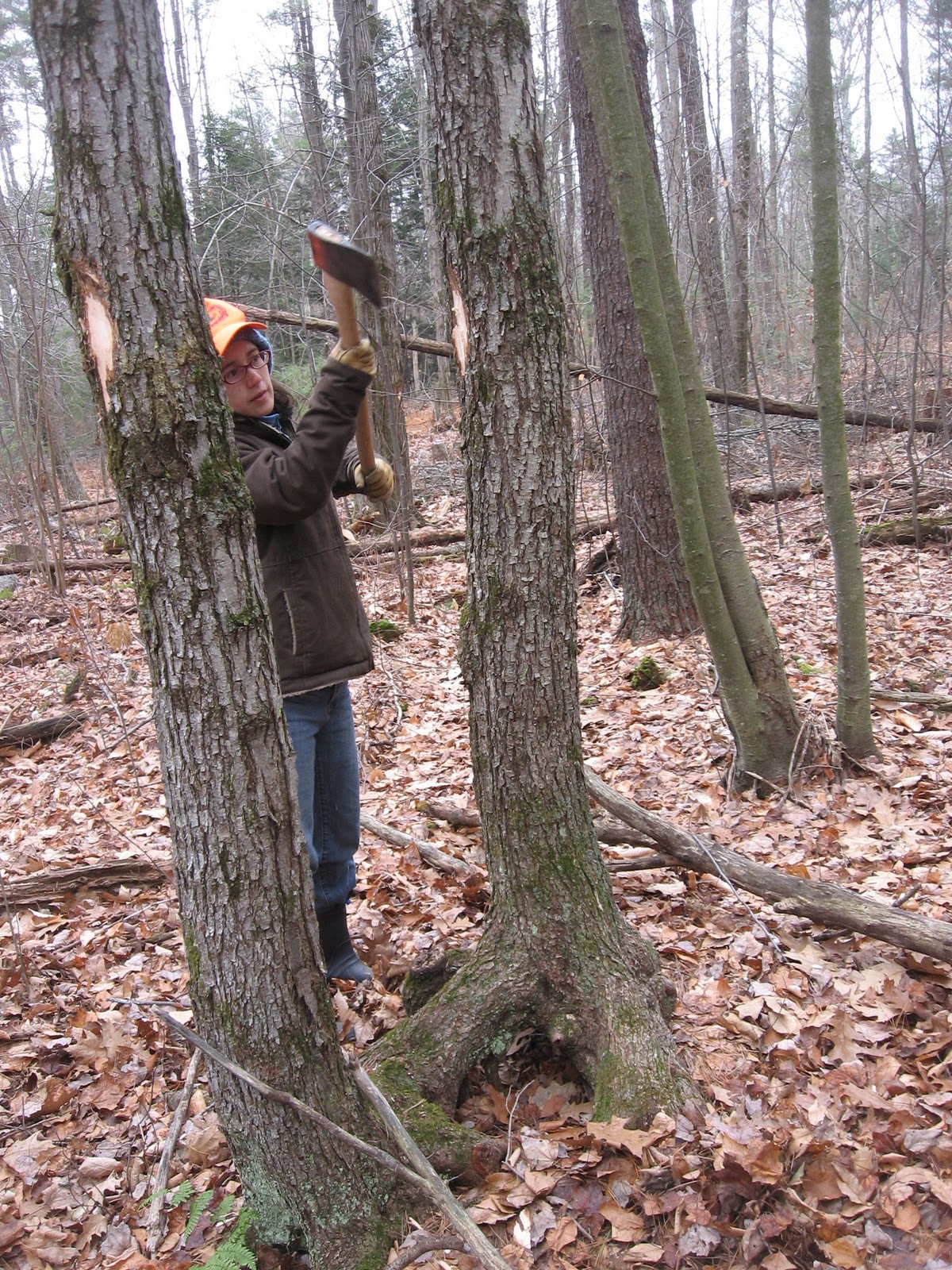 Hay! Ewe! Root for the Farmers!: Forestry and Animal Husbandry