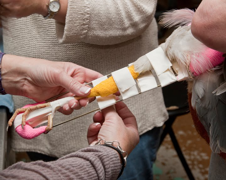 Liberty Wildlife Blog: This Week at Liberty 01/03/2011