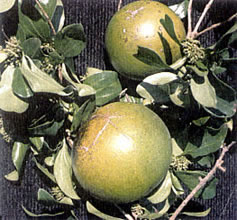 Pensar e Falar Angola: Frutos de Angola - Maboque