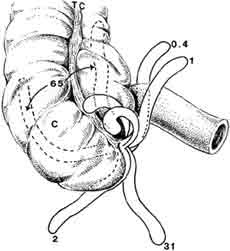 appendix ~ drug-health online