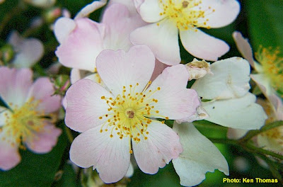 RANK EVERYTHING: State Flowers