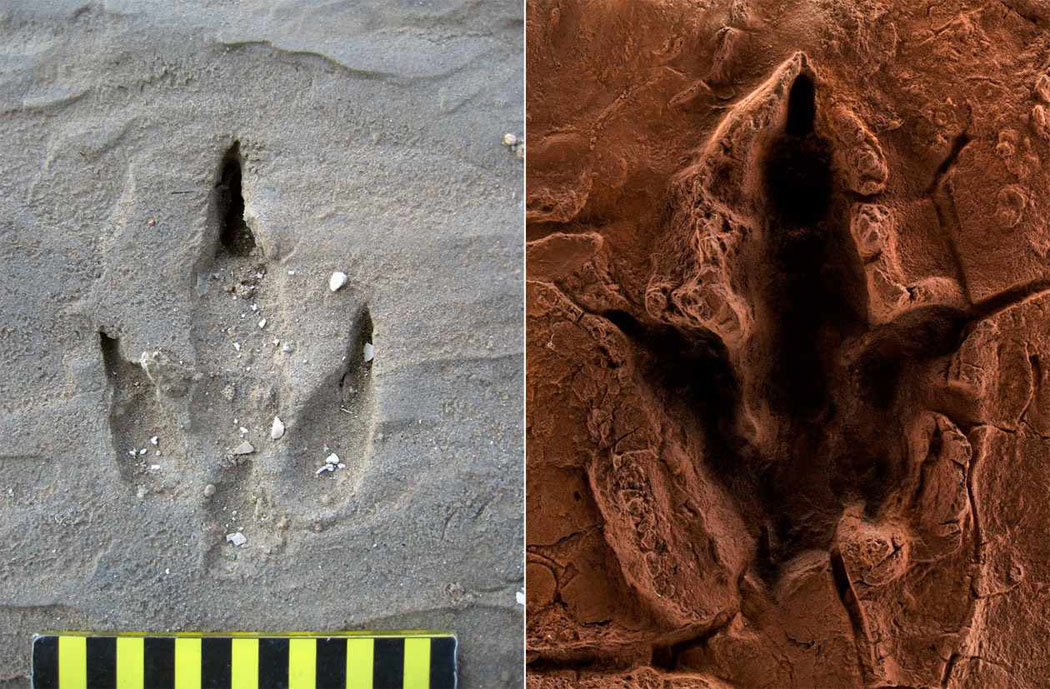 The Great Cretaceous Walk: Who Made the Three-Toed Dinosaur Track?