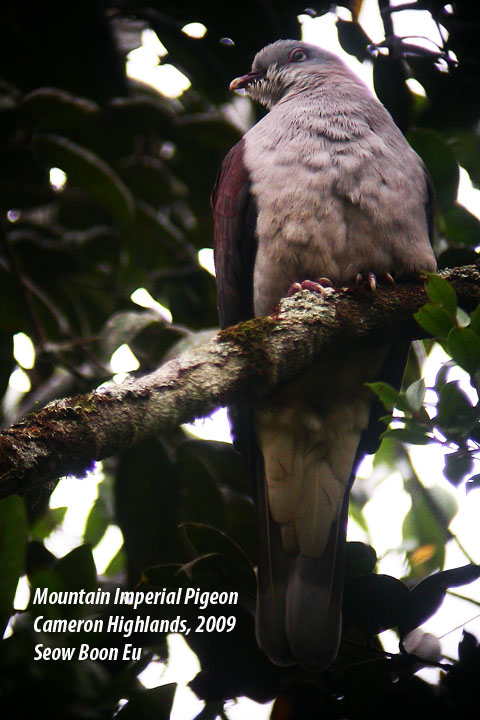 ALL-WILD...: Malayan Patridges, Cameron Highands.