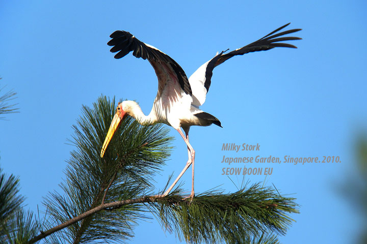 ALL-WILD...: Milky Stork at Chinese and Japanese Gardens, Singapore.