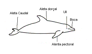 El fons marí: Els més simpàtics del mar: els dofins