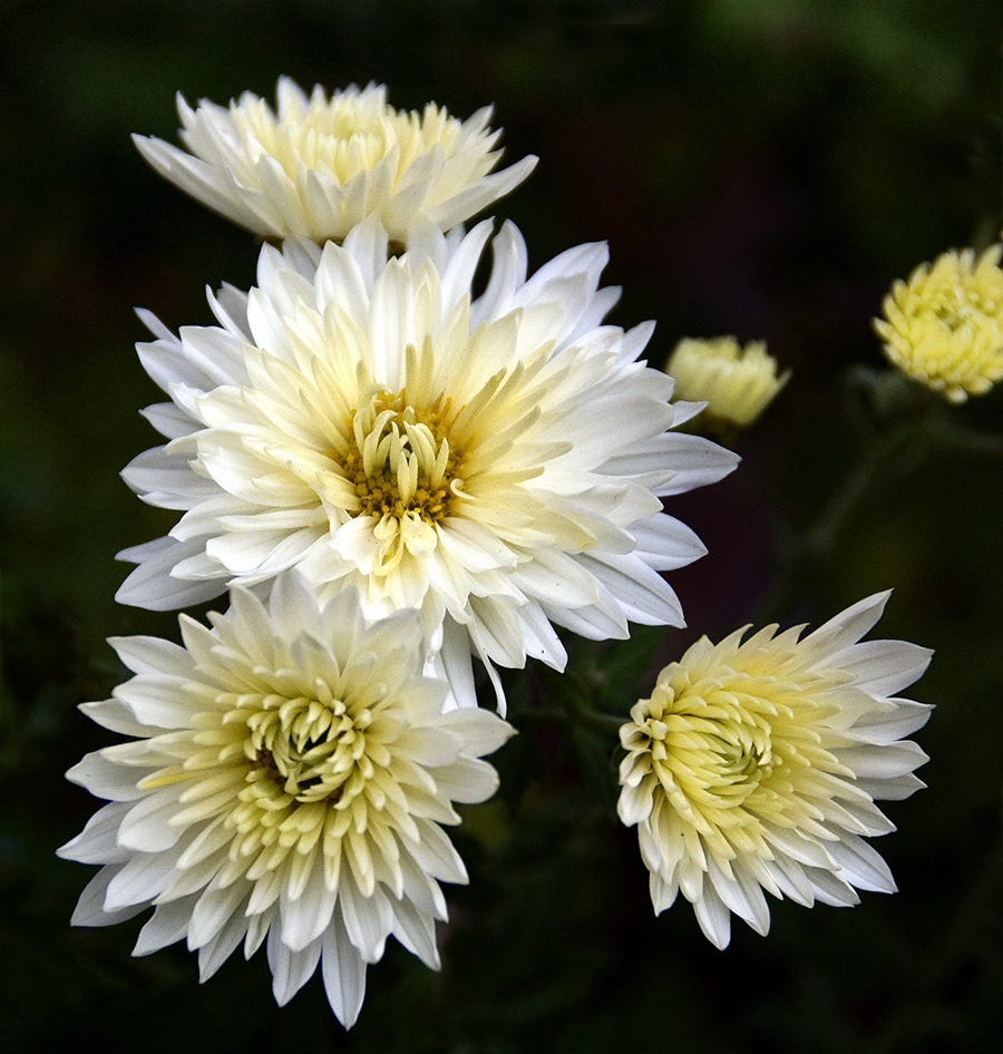 GOLEM Blog: noviembre 2010