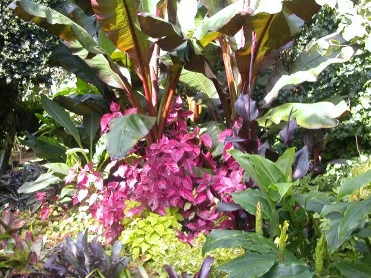 COLD HARDY EXOTIC PLANTS FOR THAT TROPICAL GARDEN EFFECT |The Garden of ...