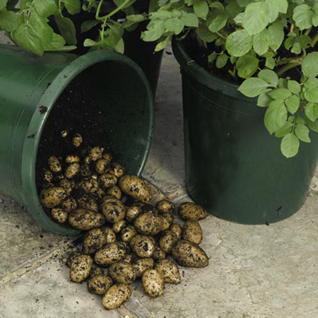 HOW TO GROW POTATOES IN POTS OR CONTAINERS |The Garden of Eaden