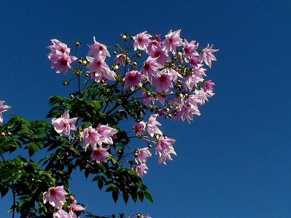HOW TO GROW THE TREE DAHLIA - Dahlia imperialis |The Garden of Eaden