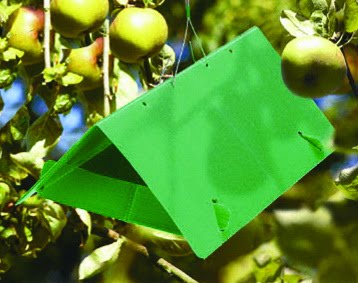 HOW TO CONTROL CODLING MOTH ON APPLES |The Garden of Eaden