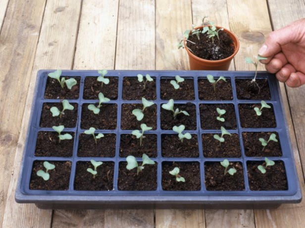 HOW TO GROW CABBAGE FROM SEED |The Garden of Eaden